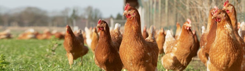 Drób - MSD Animal Health Polska