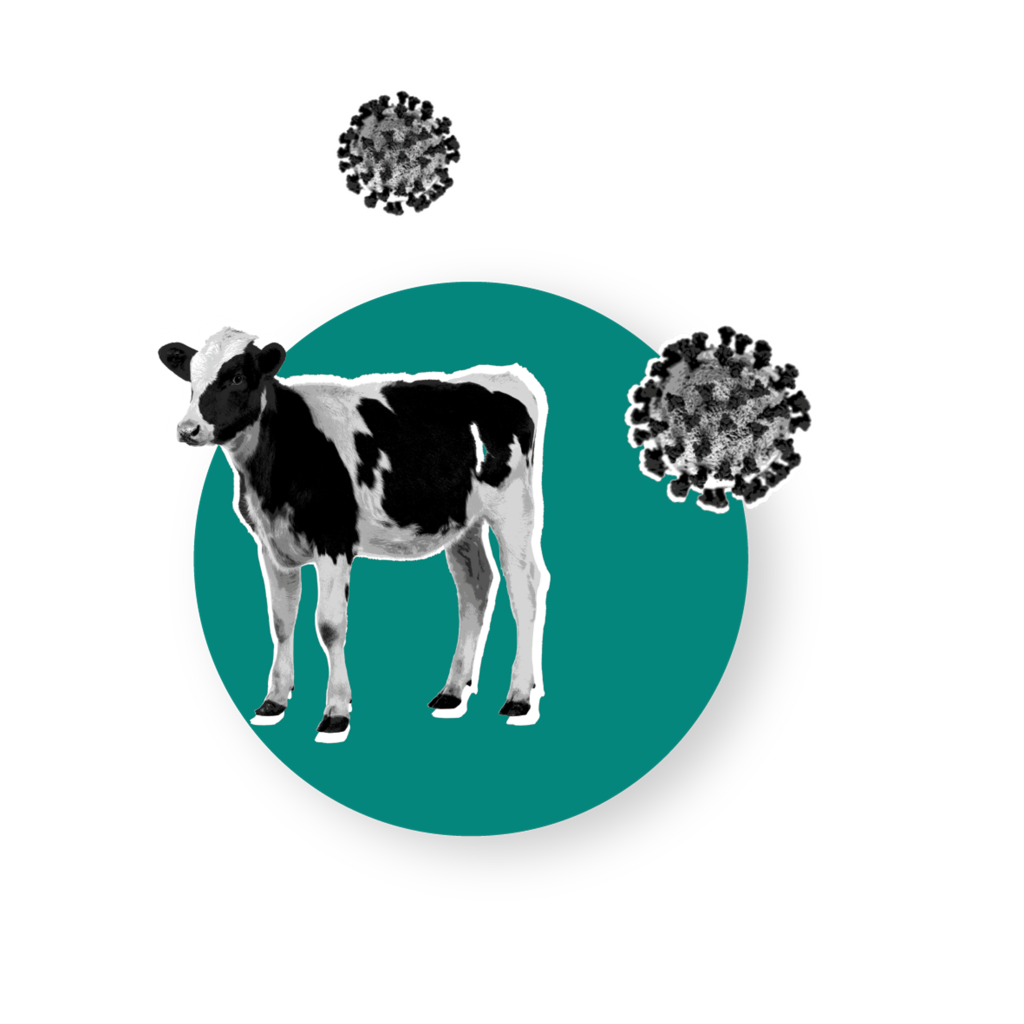 Bcov - MSD Animal Health Polska